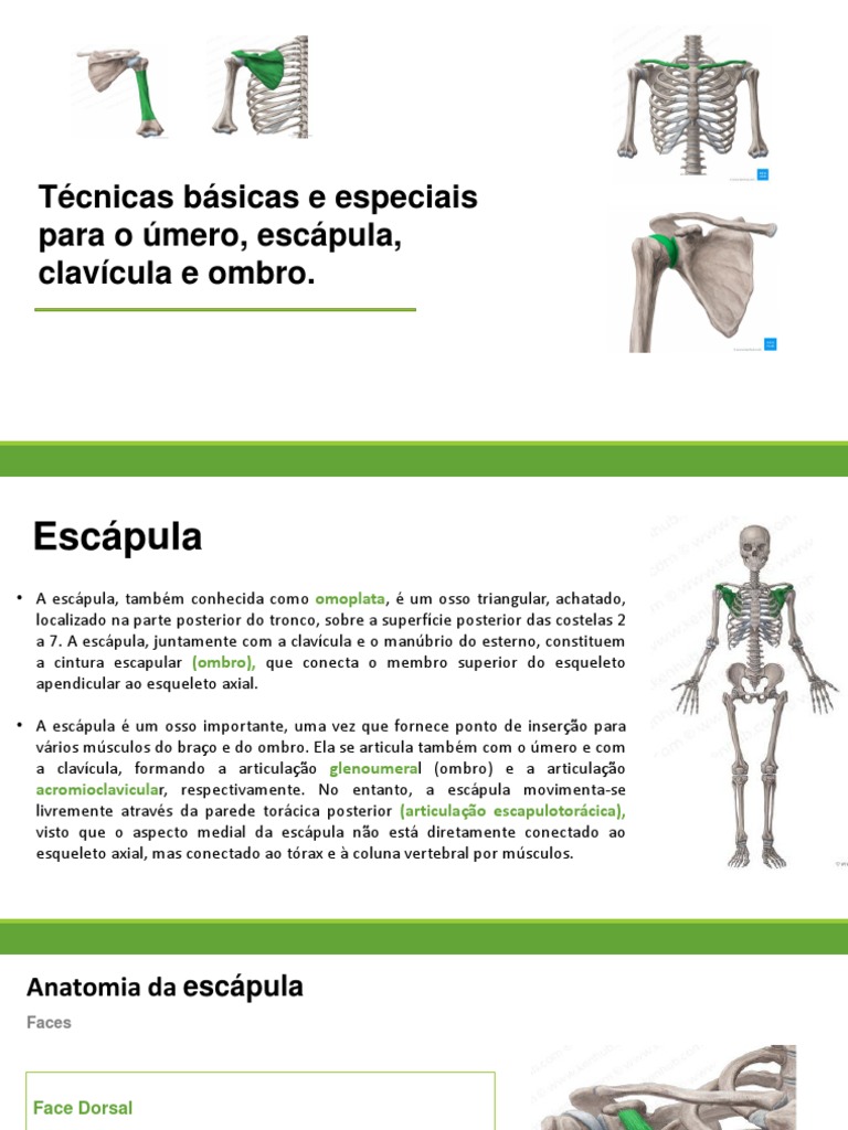 ESCAPULA PERFIL | PDF | Coluna vertebral | Anatomia humana