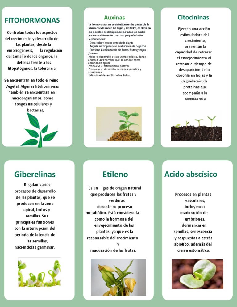 Fitohormonas Triptico | PDF | Hormona Vegetal | Bioquímica