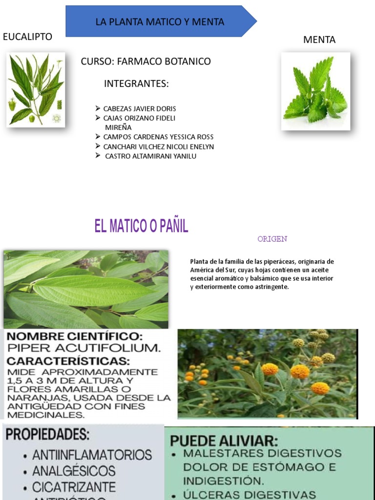 Grupo de Matico y Menta Farmaco Botanico | PDF