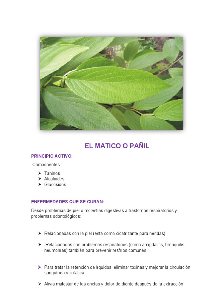 El Matico o Pañil | PDF | Salud y bienestar