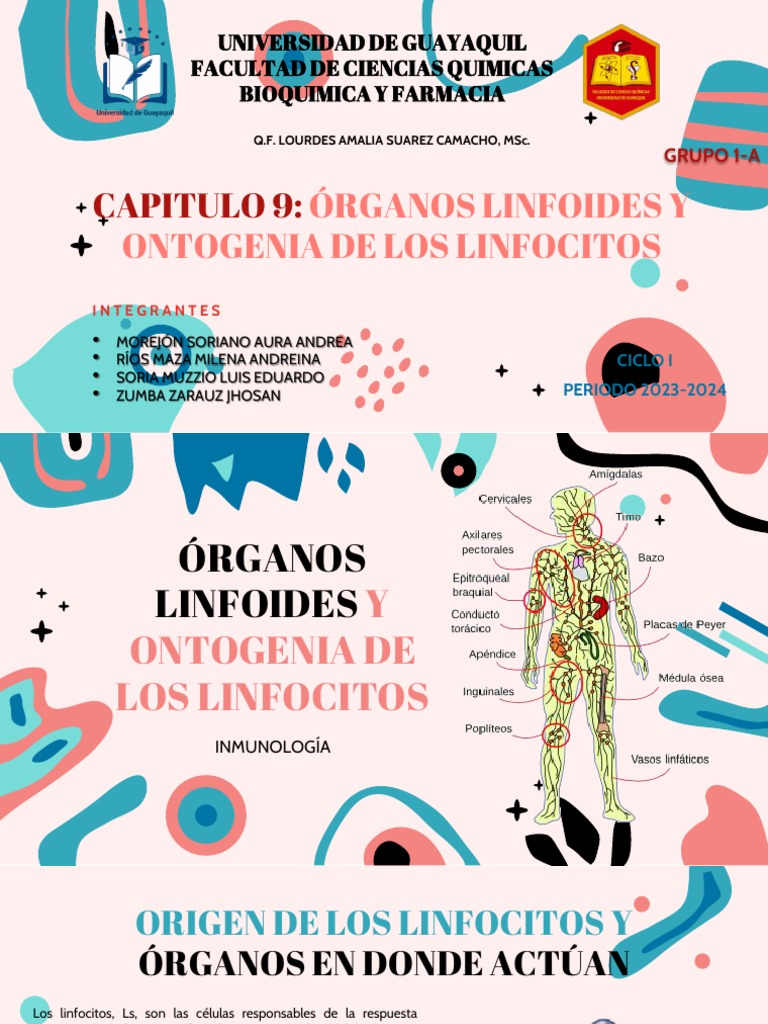 Órganos Linfoides y Ontogenia de Linfocitos | PDF | Linfocitos ...