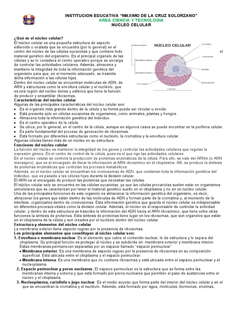 Qué Es El Núcleo Celular | PDF | Nucleo celular | Biología Celular)