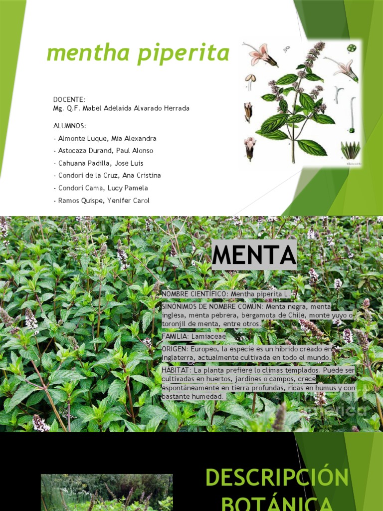 Menta Piperita | PDF | Plantas medicinales | Plantas comestibles