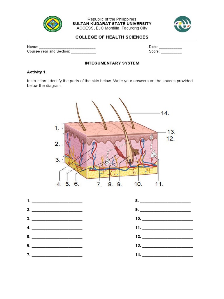 Integumentary System Activity | PDF