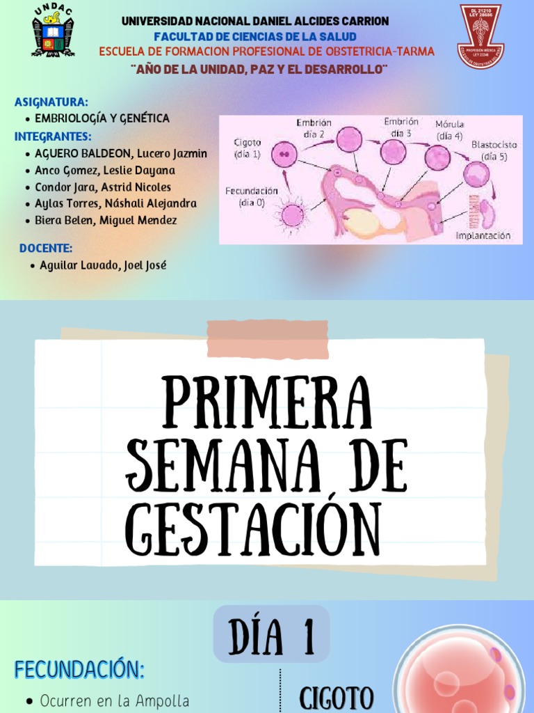 Primera semana del desarrollo embrionario. | PDF