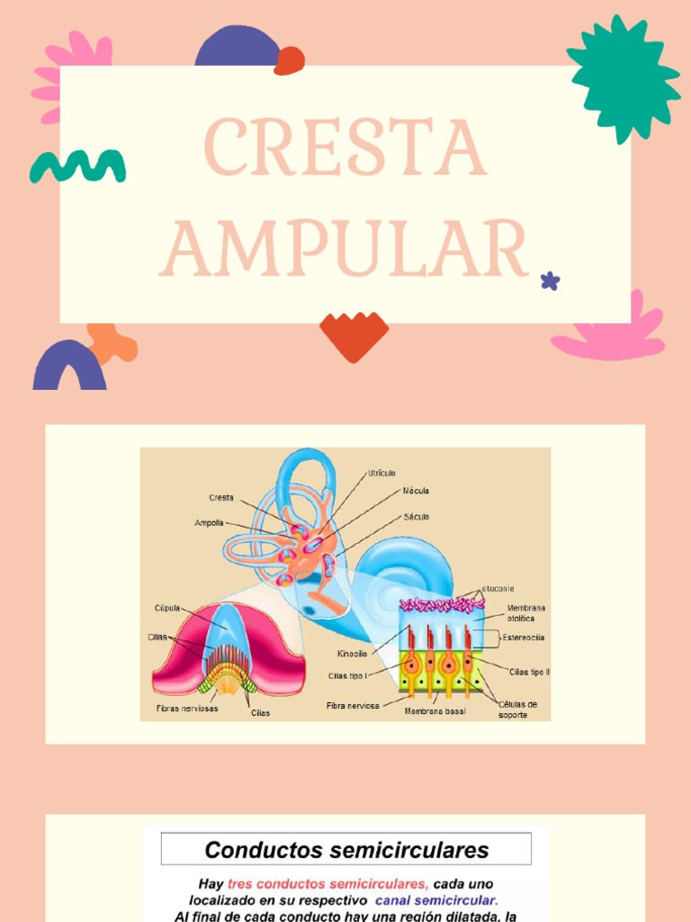 Cresta Ampular | PDF