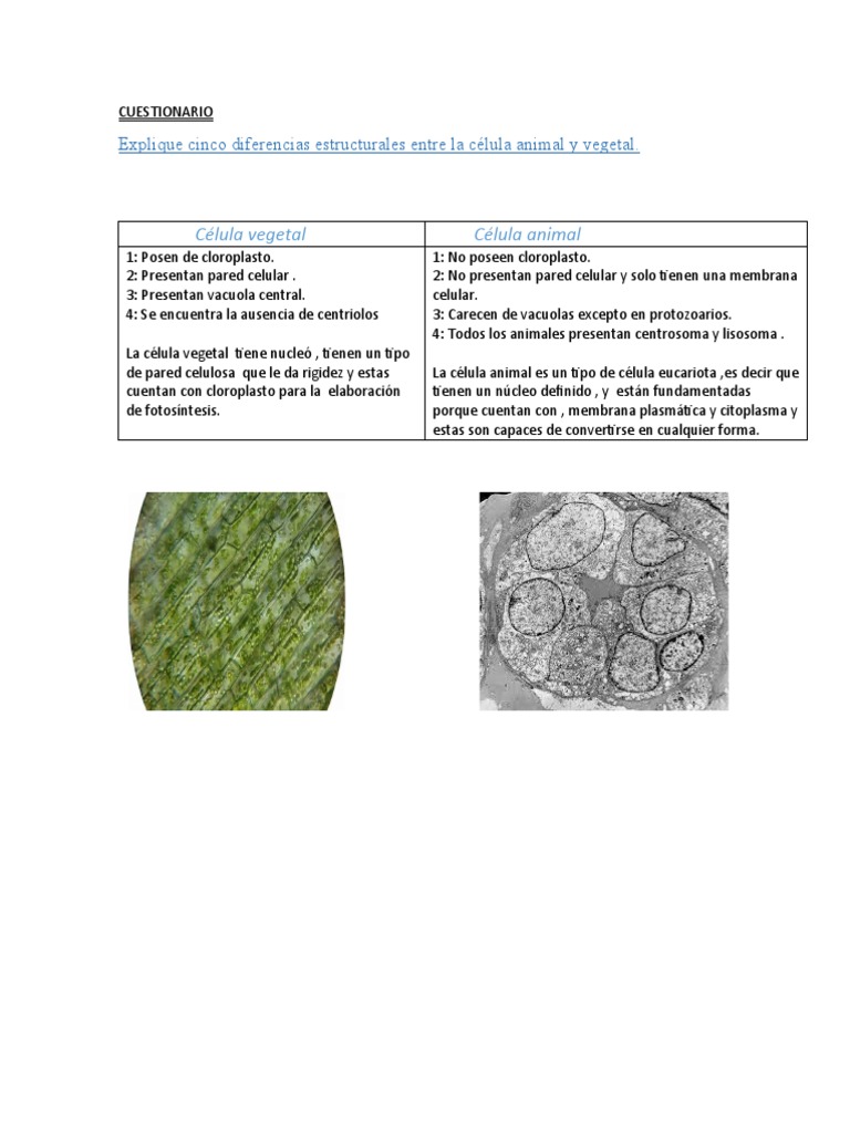 CUESTIONARIO de Biologias 4 | PDF | Biología Celular) | Cloroplasto