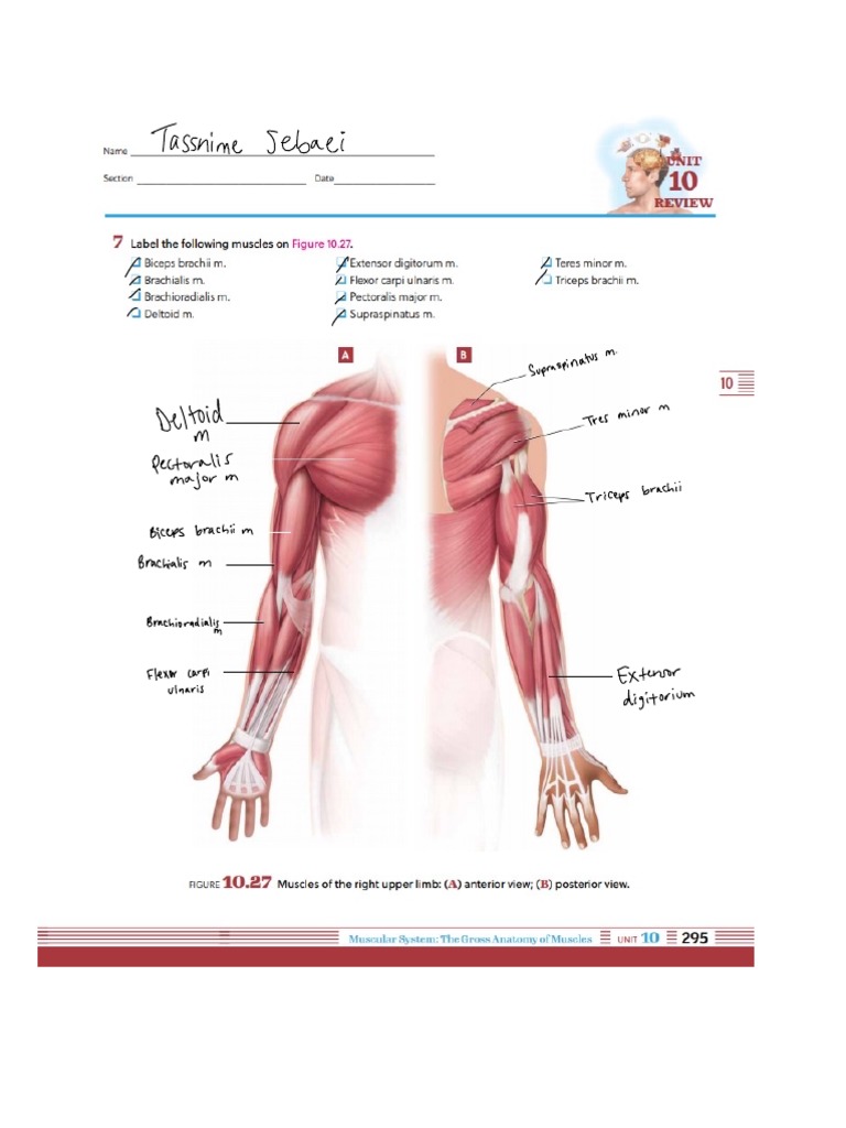 Anatomy HW | PDF | Anatomical Terms Of Motion | Musculoskeletal System