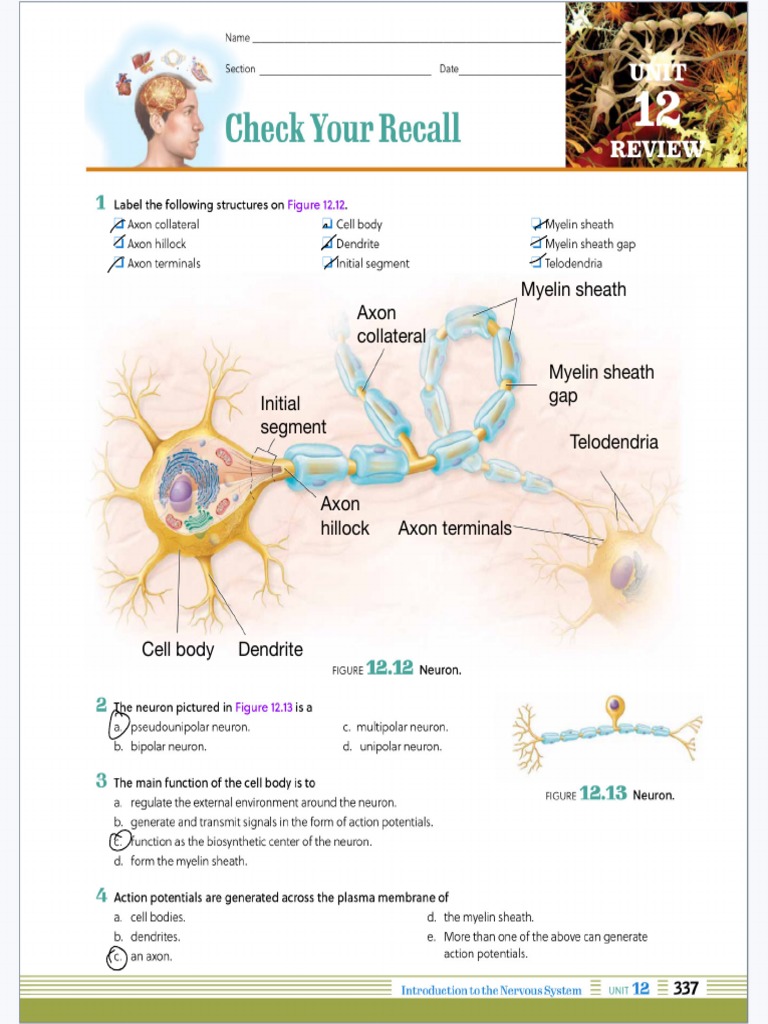 File 0147 | PDF | Axon | Neuron