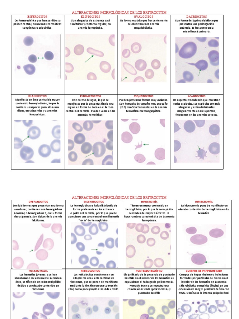 Atlas Hematologia | PDF | Glóbulo rojo | Anatomia animal