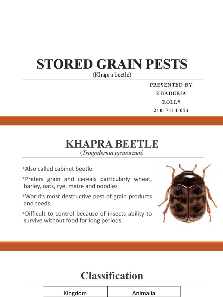 Stored Grain Pests | PDF | Agriculture | Insects