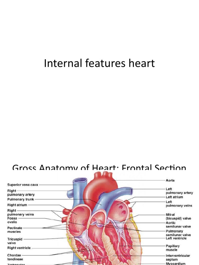 Heart Anatomy and Function Overview | PDF