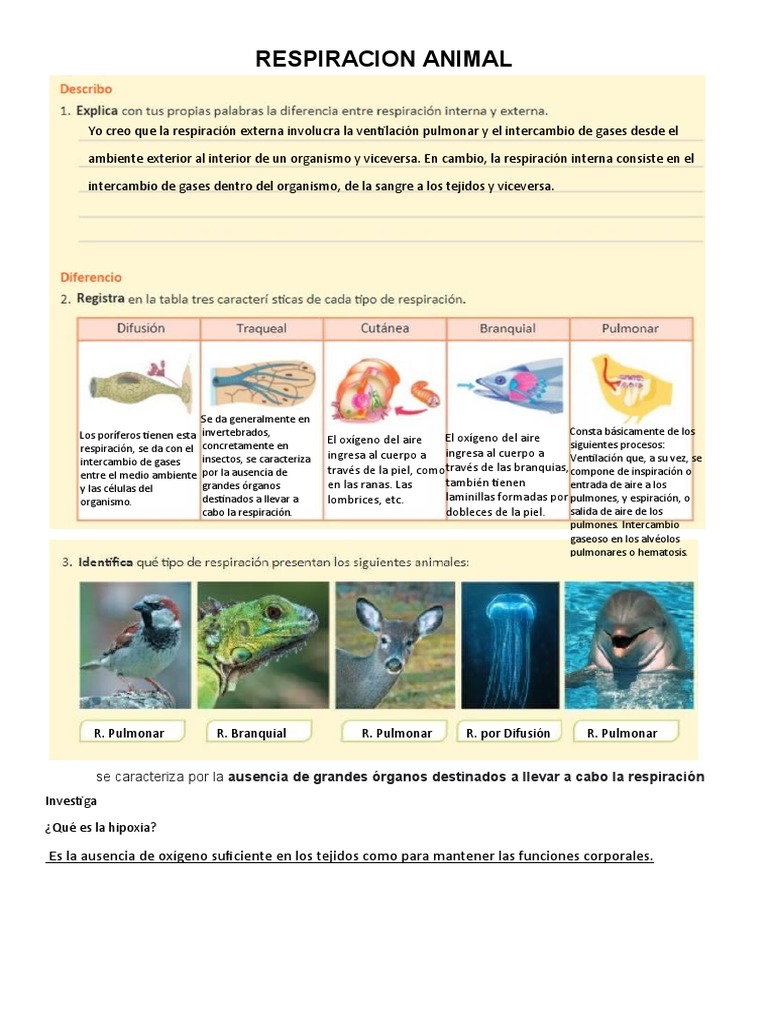 Sistema Respiratorio Animal | PDF | Pulmón | Respiración