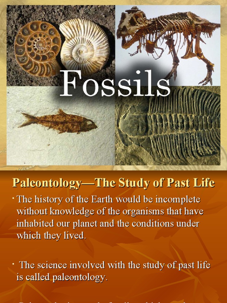 Q1C3L3 Fossils | PDF | Fossil | Paleontology