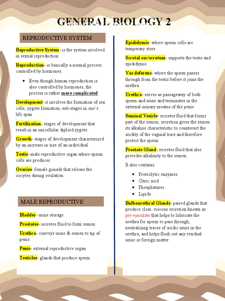 Human Male and Female Reproductive System (Reviewer) | PDF | Menstrual ...