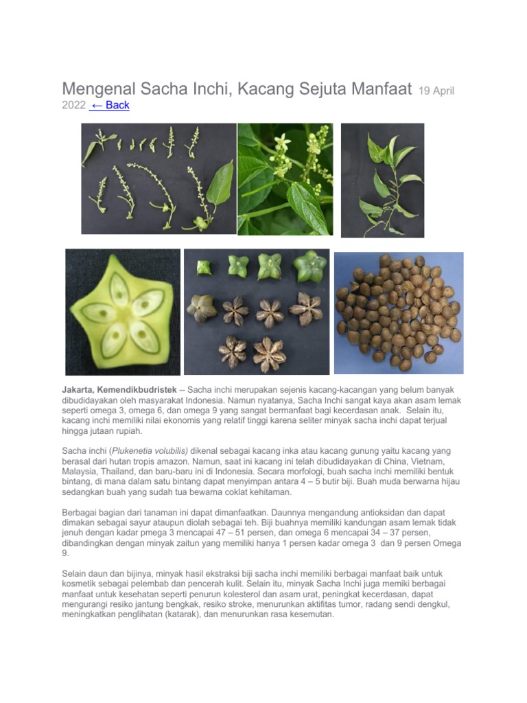 Manfaat dan Potensi Sacha Inchi di Indonesia | PDF | Kesehatan Holistik ...