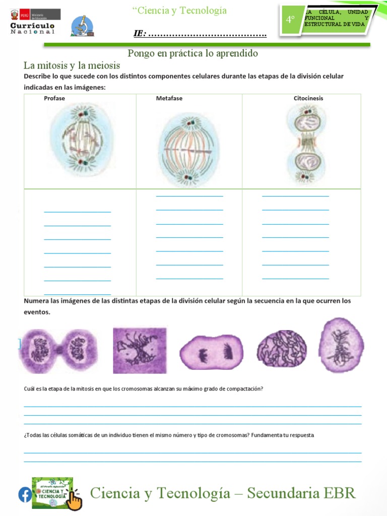 C4º Pract Act4 Cyt U2 | PDF | Mitosis | Mitosis