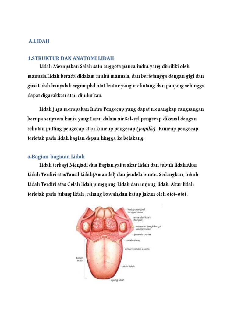 Struktur Dan Anatomi Lidah | PDF