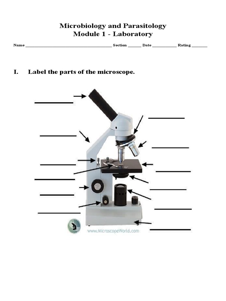 Microscope Parts and Functions Guide | PDF