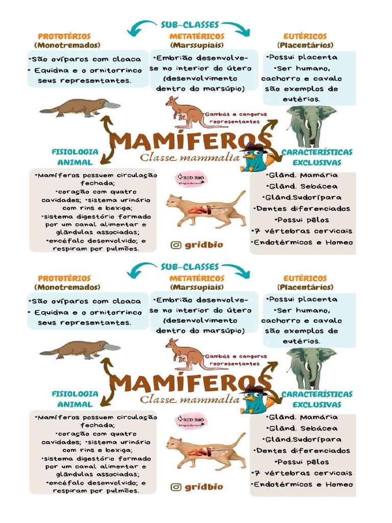 Mamiferos | PDF