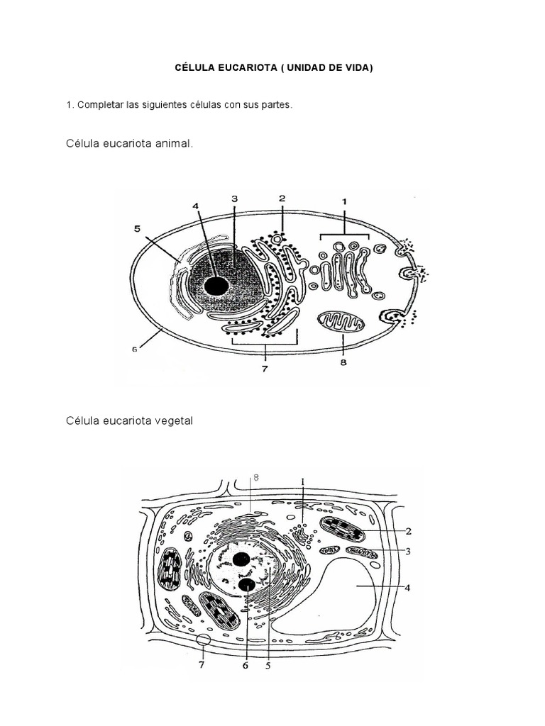 CÉLULA EUCARIOTA ( UNIDAD DE VIDA) | PDF | Biología Celular) | Eucariotas