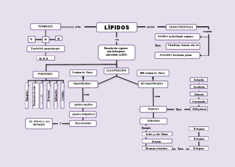 Mapa Conceptual de Los Lipidos | PDF