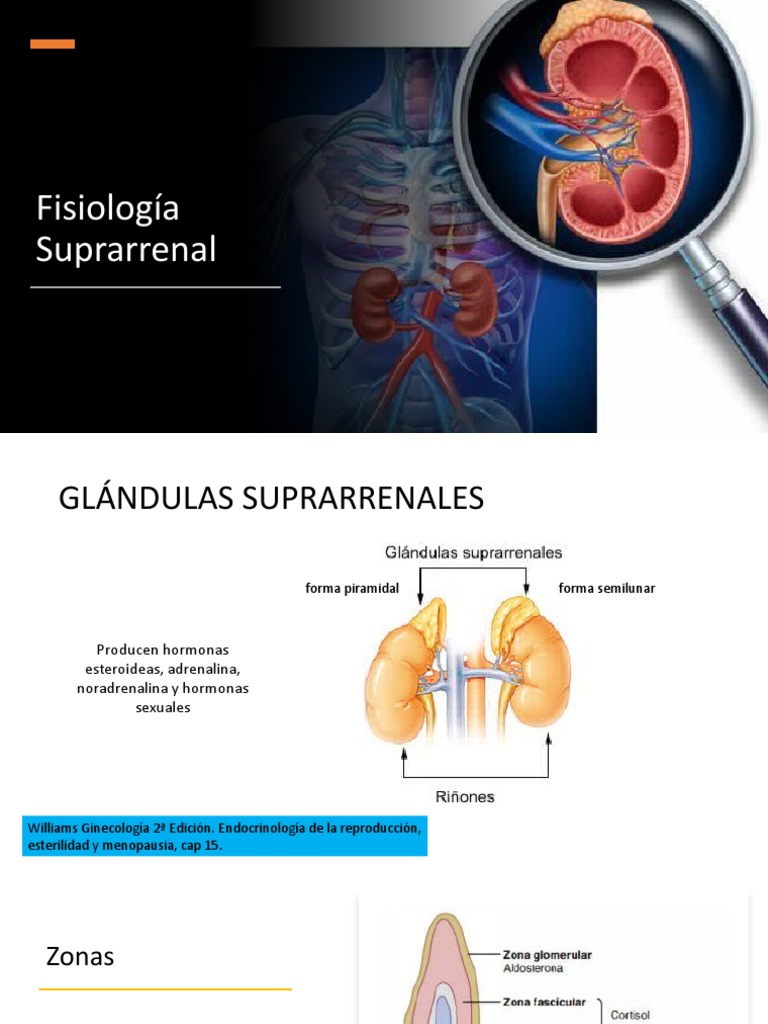 Fisiología Suprarrenal | PDF | Glándula suprarrenal | Hormona adrenocorticotrópica