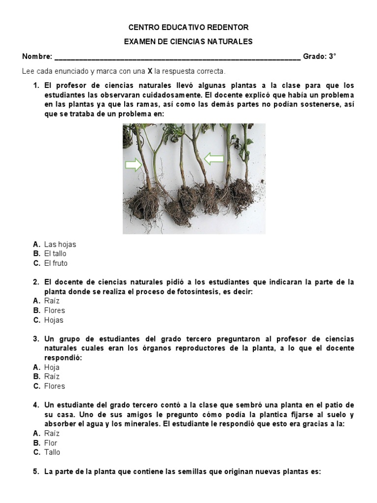 Evaluación sobre Partes de las Plantas | PDF | Plantas | Fisiología de ...