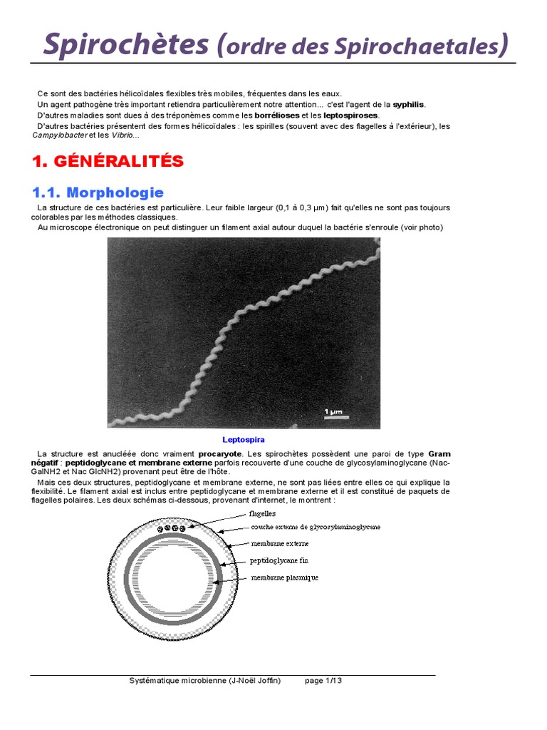 Identification des spirochètes pathogènes | PDF | Maladie de Lyme ...