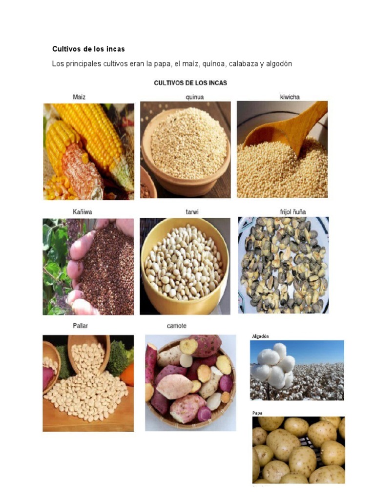 Cultivos de Los Incas | PDF