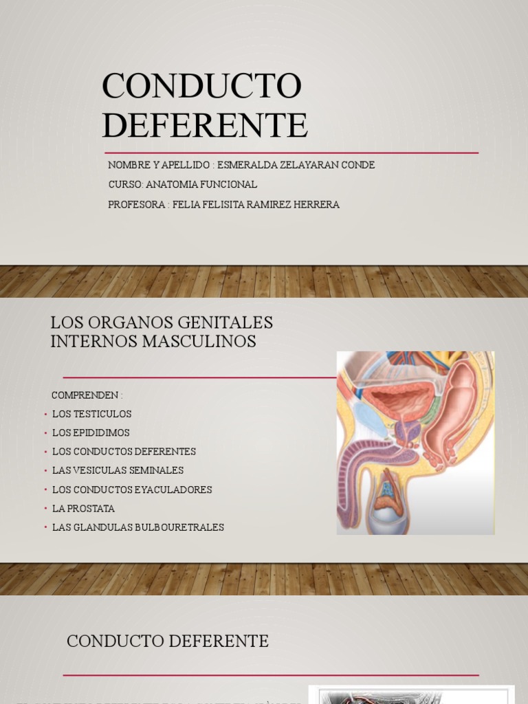 Conducto Deferente | PDF | Ciencia y matemáticas