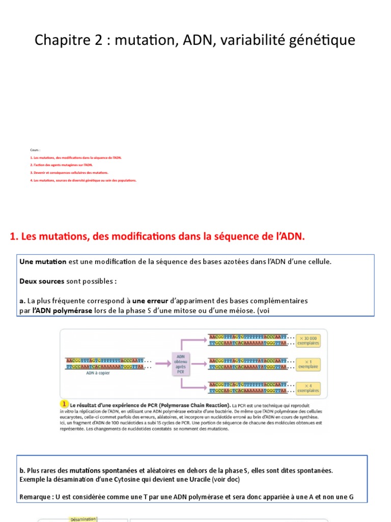 Cours Theme 2 Mutations | PDF | Mutation | ADN