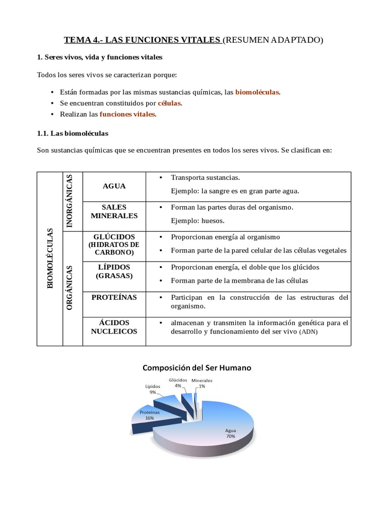 Resumen T4_Las Funciones de Los Seres Vivos_ADAPTADO | PDF | Organismos | Digestión