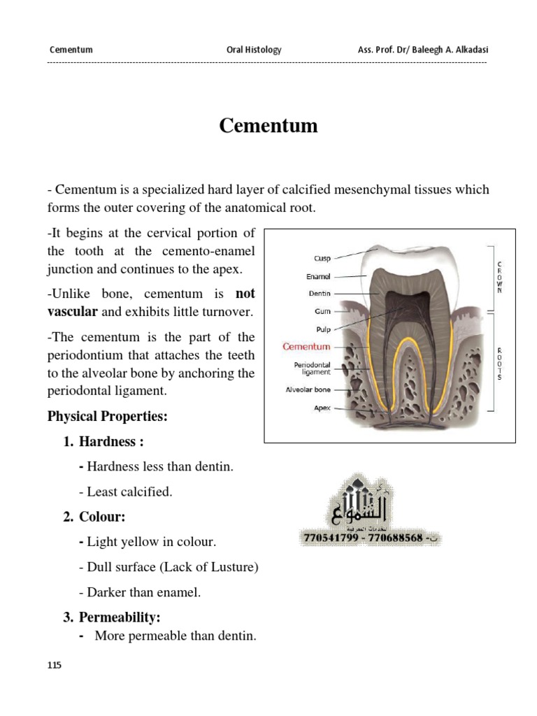 Cementum | PDF