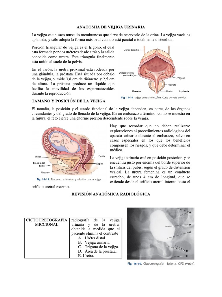 Radiología - Vejiga Urinaria | PDF | Vejiga urinaria | Sistema urinario
