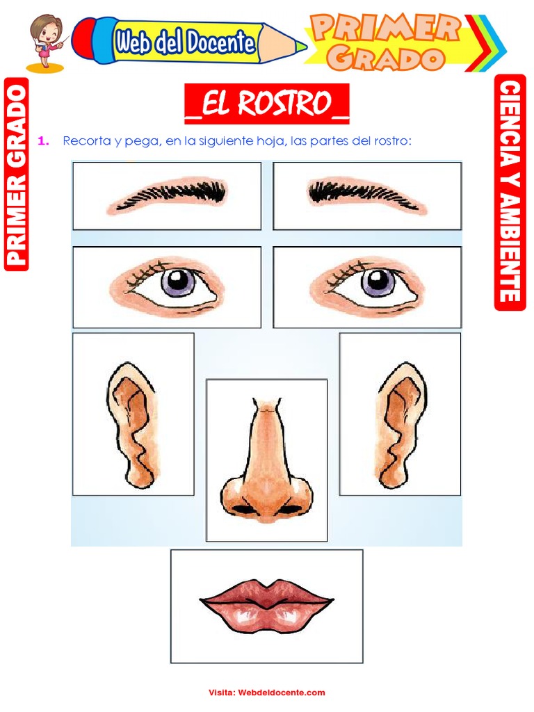 El Rostro para Primer Grado de Primaria | PDF