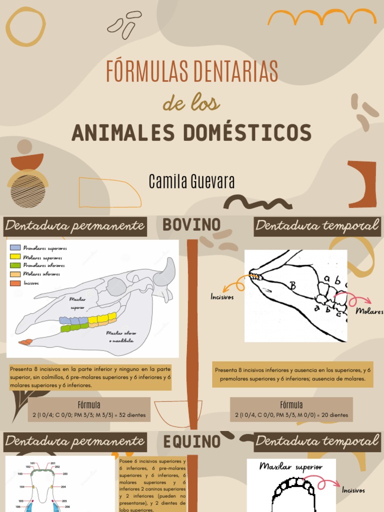 Fórmulas Dentarias | PDF | Diente | Ramas de Odontología