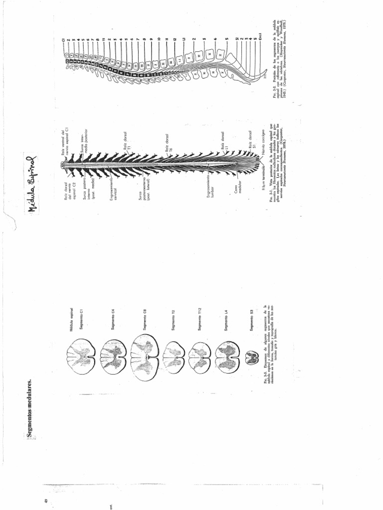 Guía de gráficos de neuro | PDF