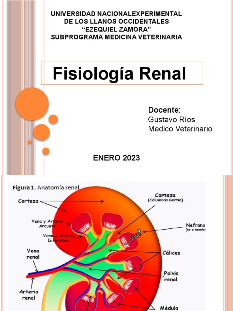 Fisiologia Renal | PDF