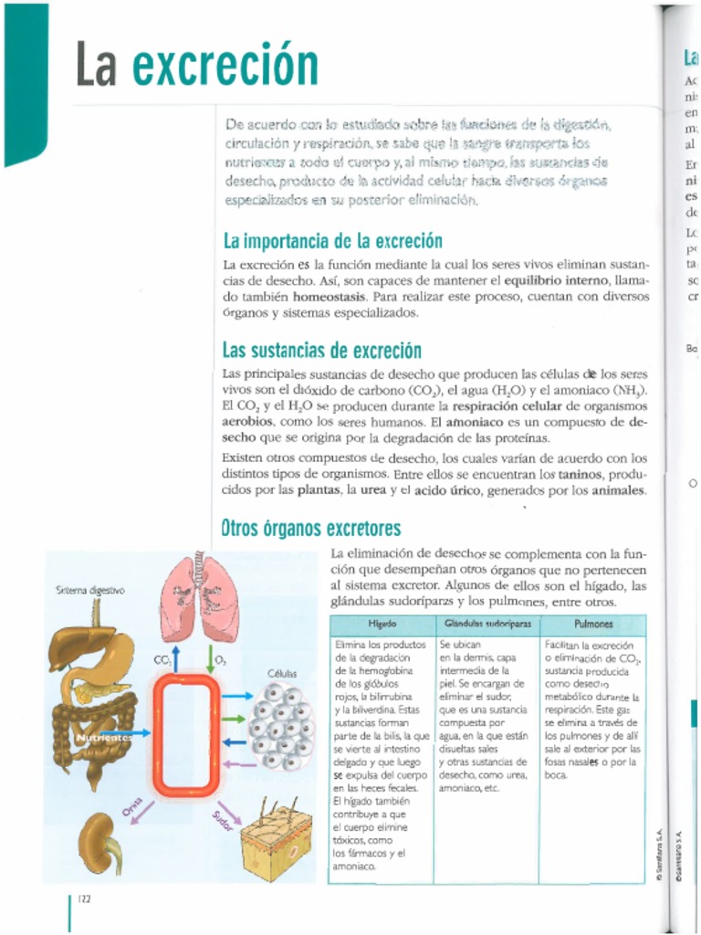 La Excreción | PDF | Riñón | Orina
