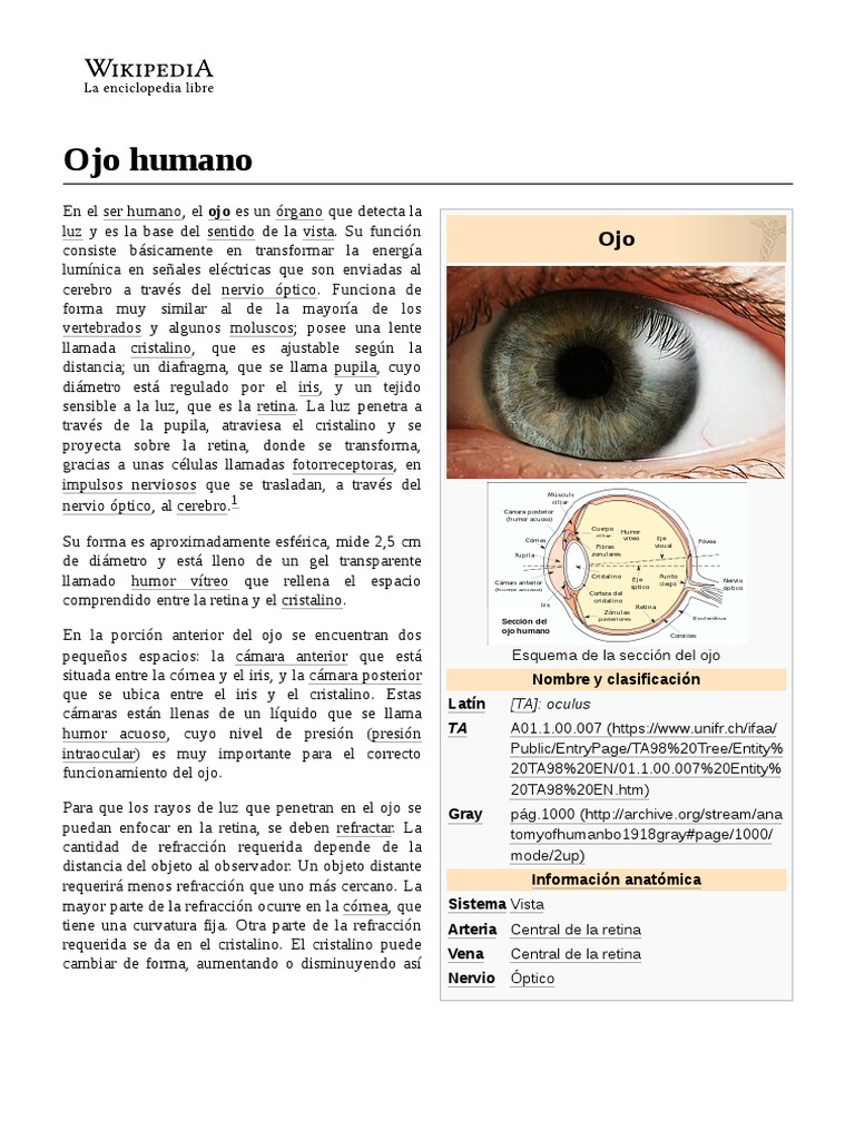 Partes del ojo y su función | PDF | Ojo humano | Ojo