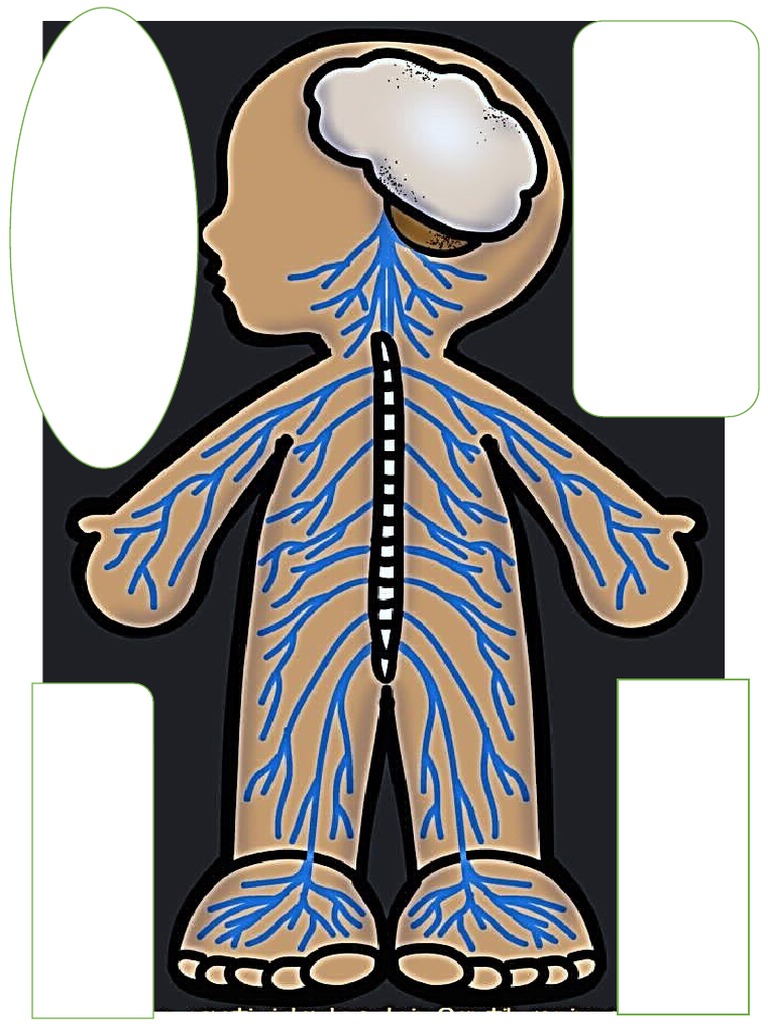 Sistema Dubujo Nervioso | PDF