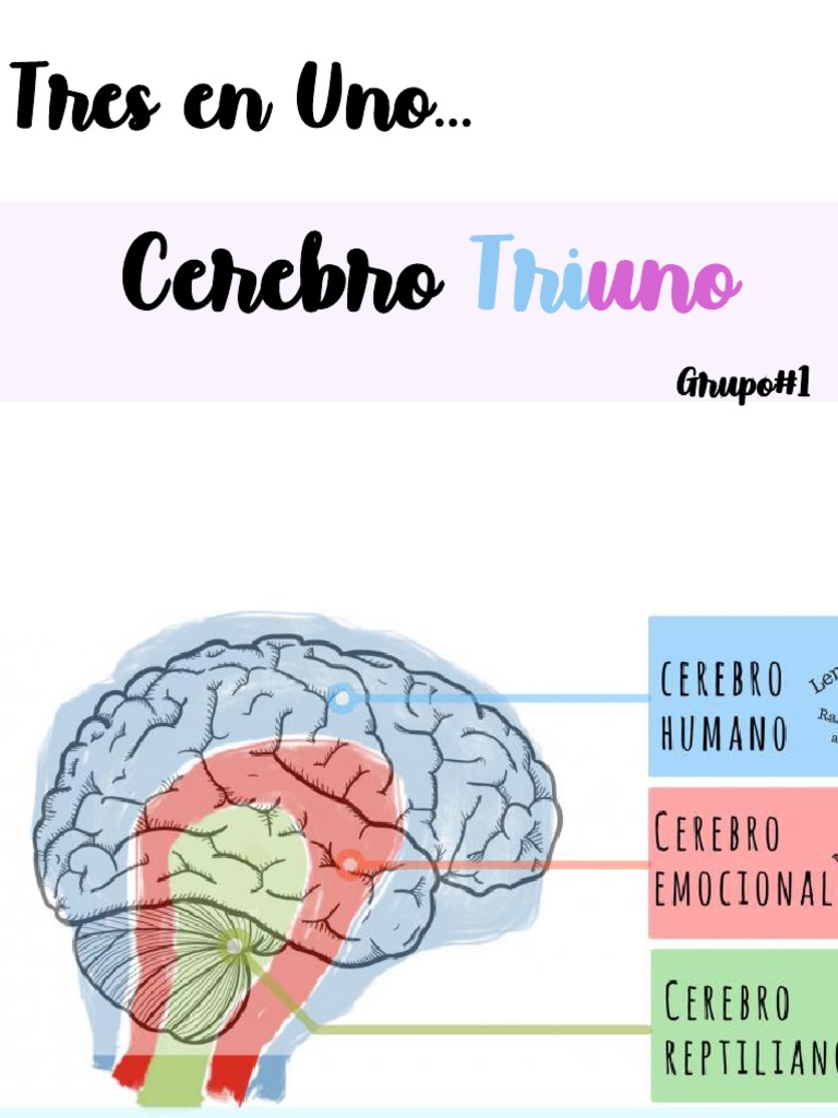 Cerebro Triuno B#1 | PDF | Cerebro | Aprendizaje