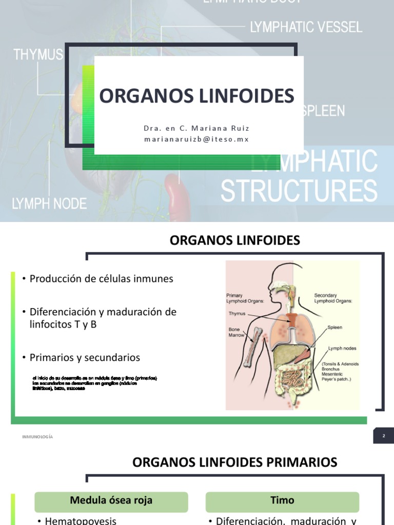 1.3 Organos linfoides | PDF | Ganglio linfático | Linfocitos