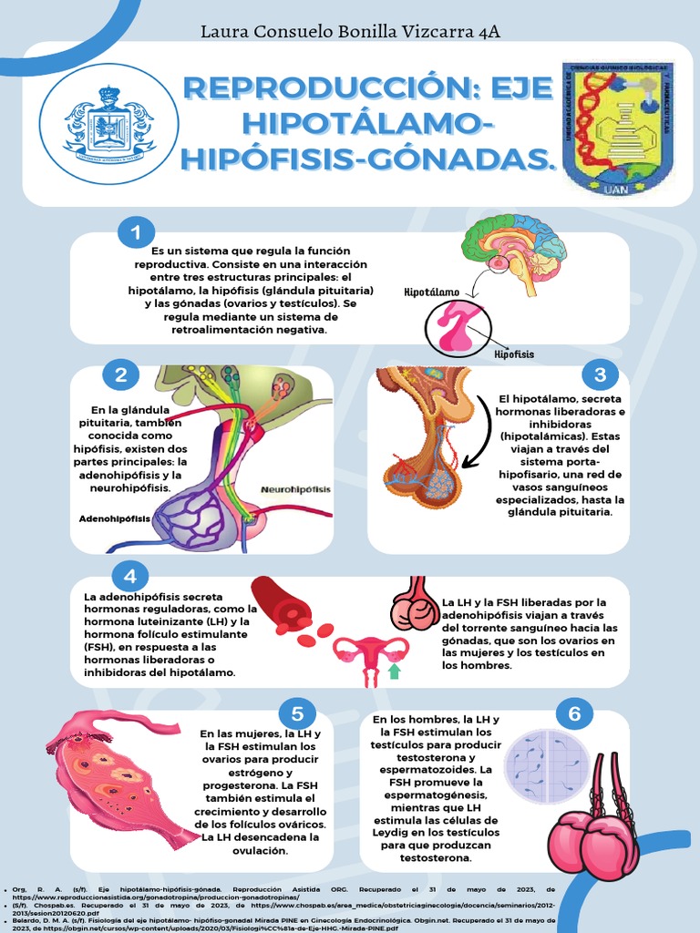 Reproducción: eje hipotalamo-hipofisis-gonodas | PDF | Hormona ...