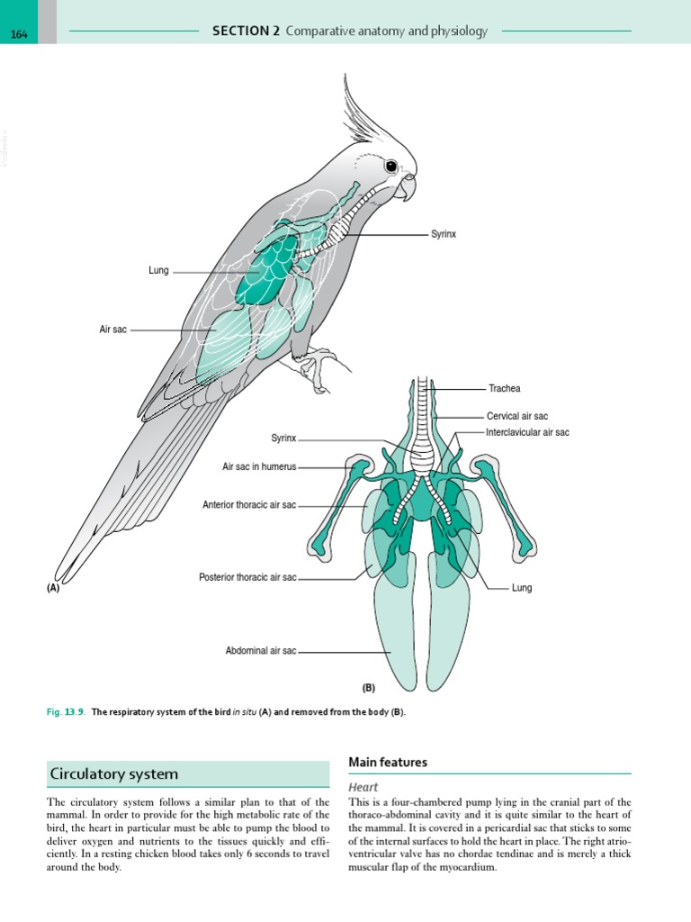 Bird Circulatory System Overview | PDF