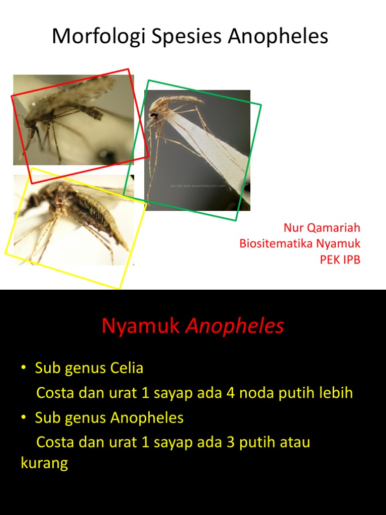 Morfologi Spesies Anopheles | PDF