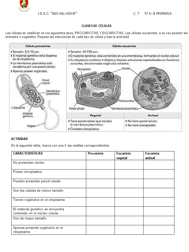 Tipos de Celula | PDF