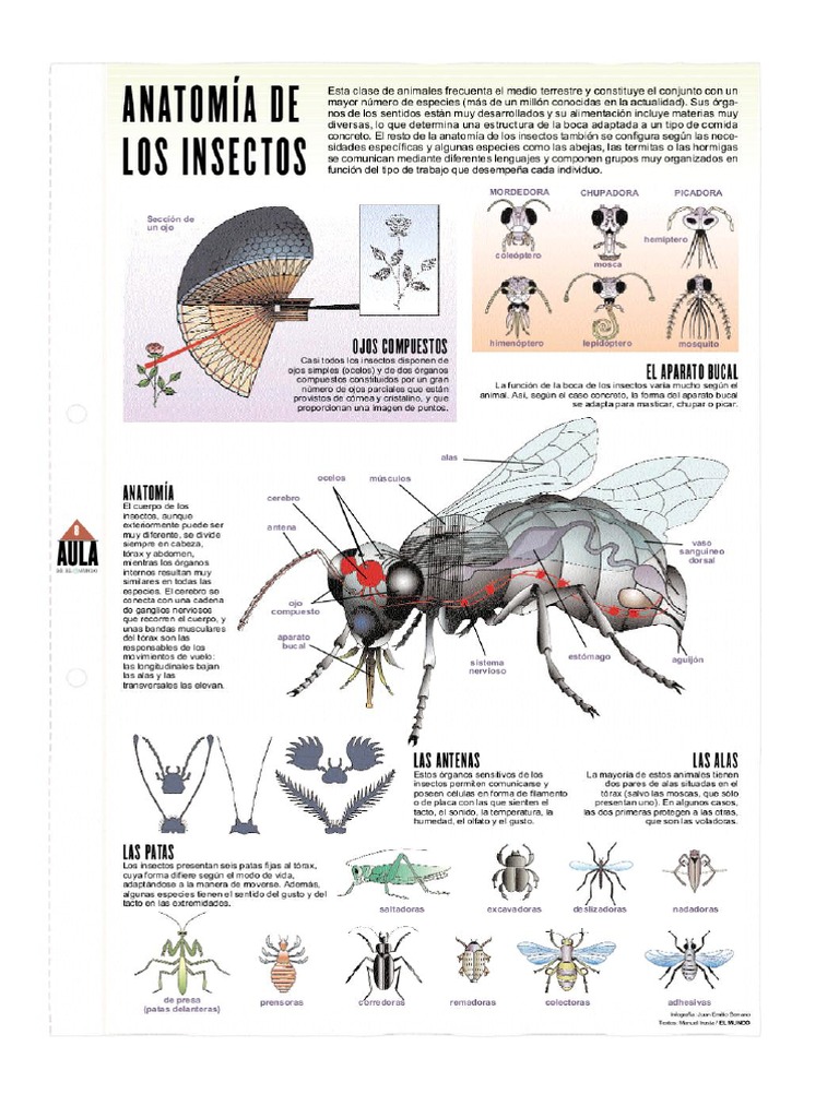 Anatomía de Los Insectos | PDF