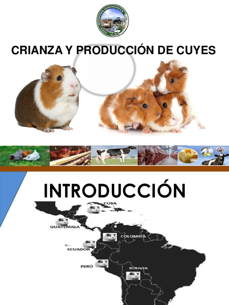 Producción de Cuyes | PDF